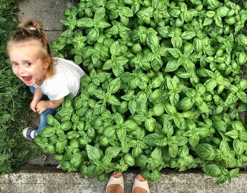 5 kérdés 5 válasz - Kamocsay-Beh Mariann, Bazsalikomos Kert - 5 hozzávaló