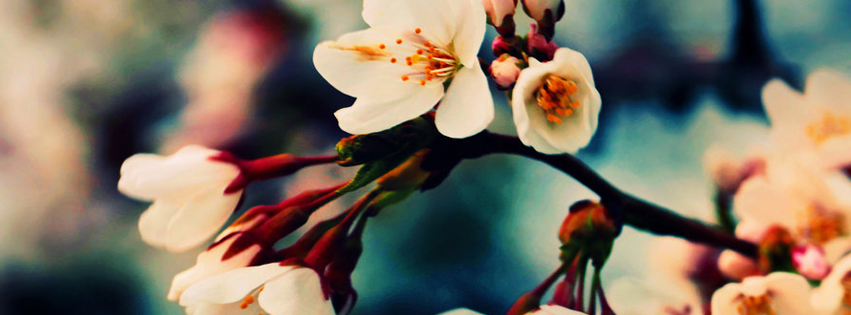 #1 Borítóképek - Borítóképek