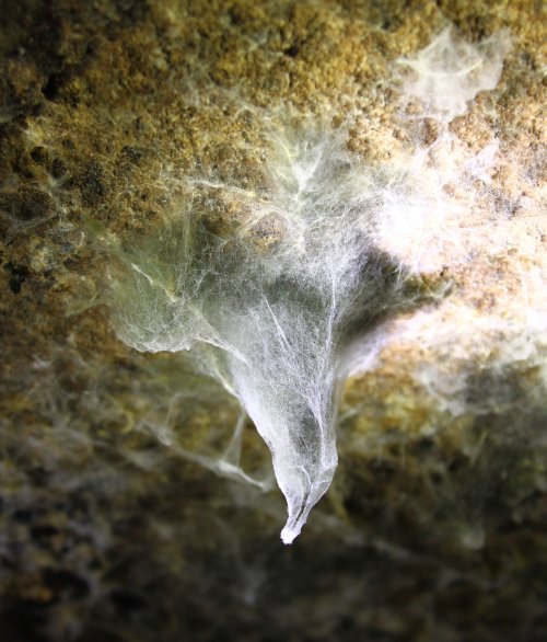 Egy délután Samuel Tinonnal - A Borrajongó