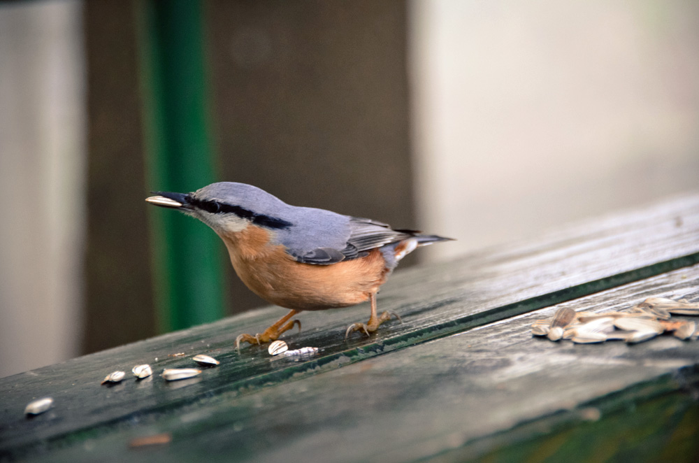 A Mátrában kirándulsz? Ilyen madarakkal találkozhatsz! - Check-in