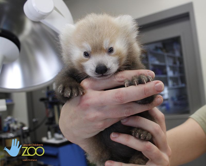 Lincoln, a vörös panda - Cukiság: Minden, Ami CukI
