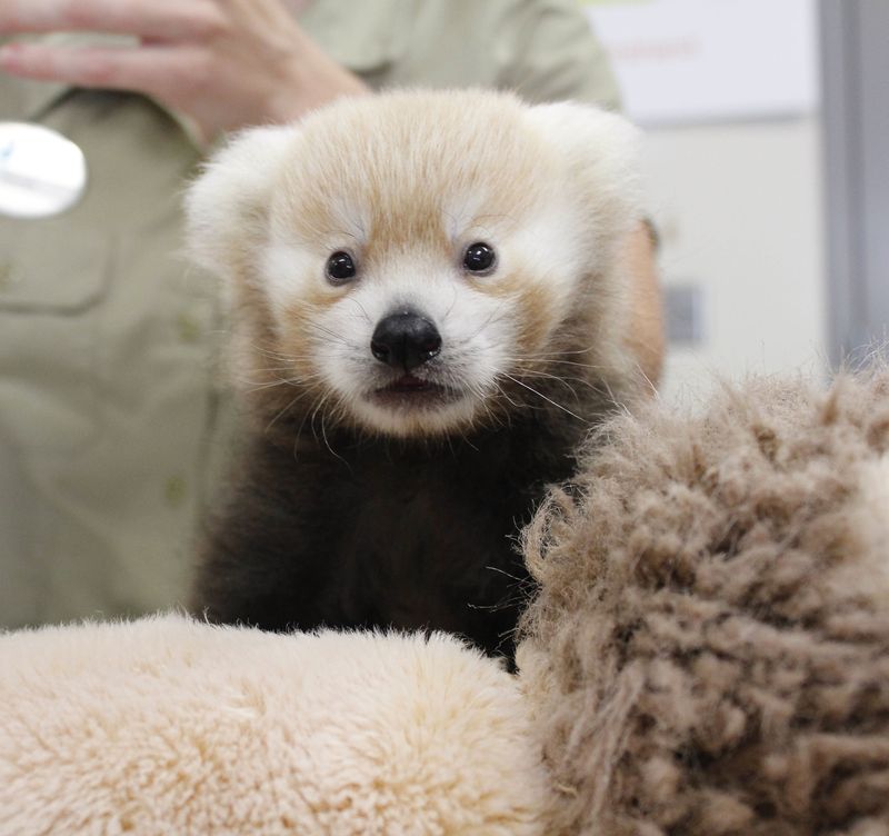 Lincoln, a vörös panda - Cukiság: Minden, Ami CukI