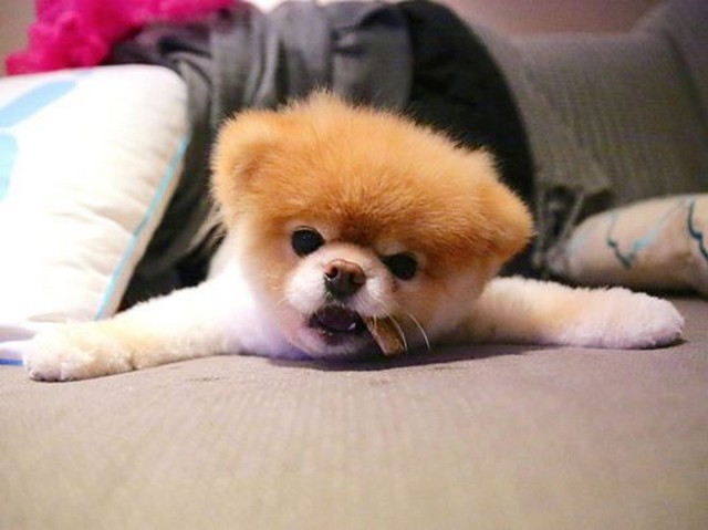 Kedvencek milliós követői táborral - Élet-Érzés Blog