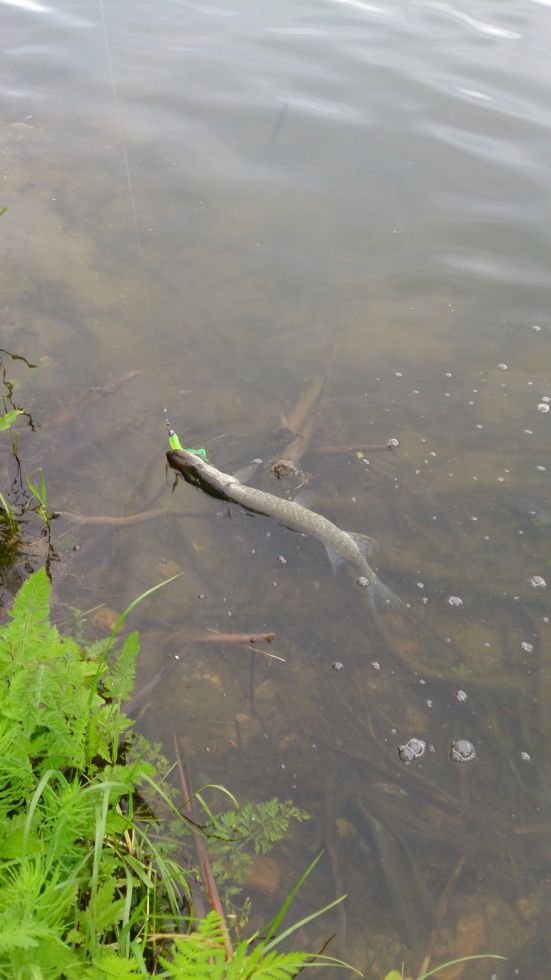 Amikor nem kell a duma - Fish&Dirt