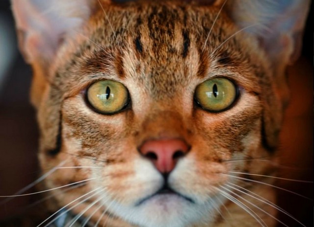 Macska allergiásoknak 5 millióért - Gazdagisztán