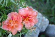 Kövér porcsin salátába ételekbe készítve avagy porcsin a kertemben és a ...