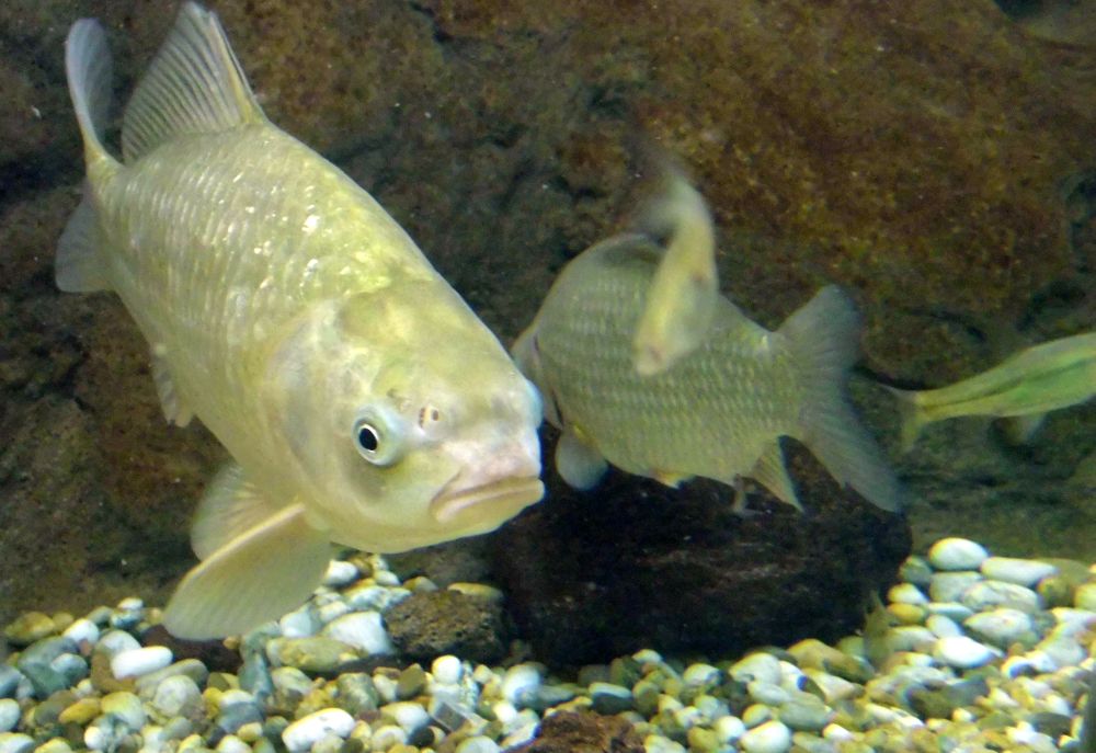 Ilyen lények úsznak alattad a Balatonban - I love Balaton