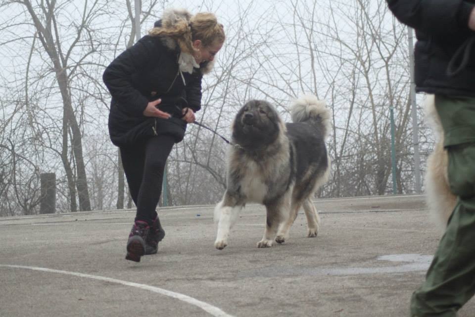Russian Breed Special Dog Show in Belgrade, Serbia - Life of our ...