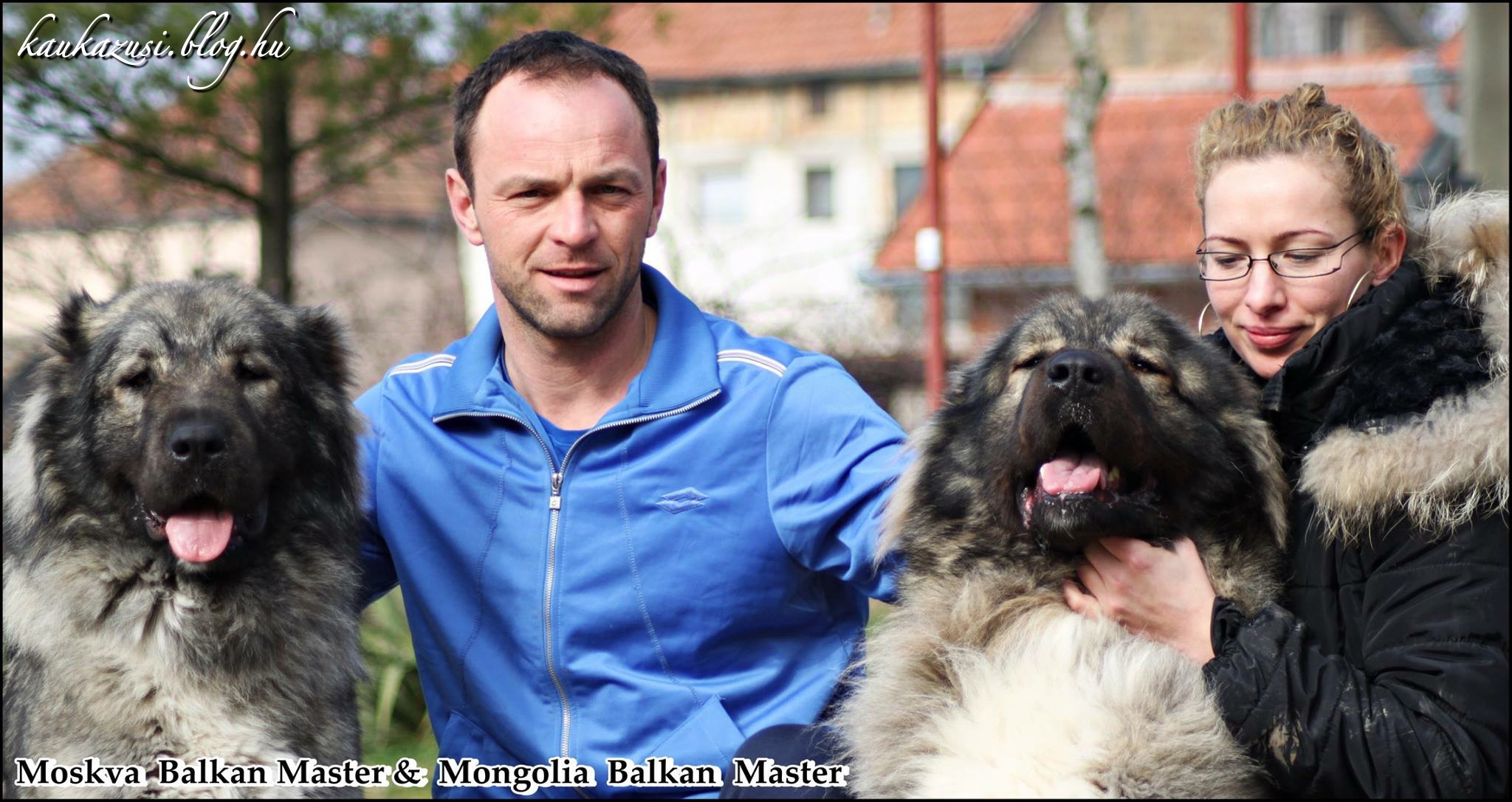 Russian Breed Special Dog Show in Belgrade, Serbia - Life of our ...