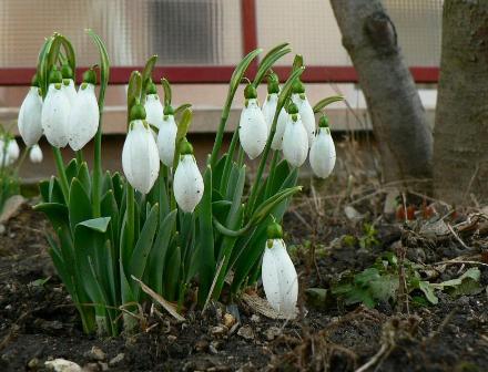 Újra a hóvirágokról - Megyeri Szabolcs kertész blogja