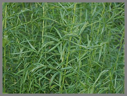 Tárkony - Kertészkaland