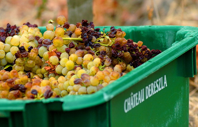 Magyar bor a világ 20 legjobbja között - Kocsmablog