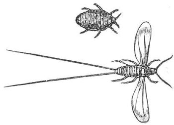References - Cochineal Insects