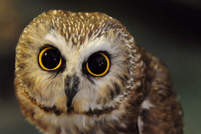 Kis bagoly gyüjtemény - Malkáv blogja