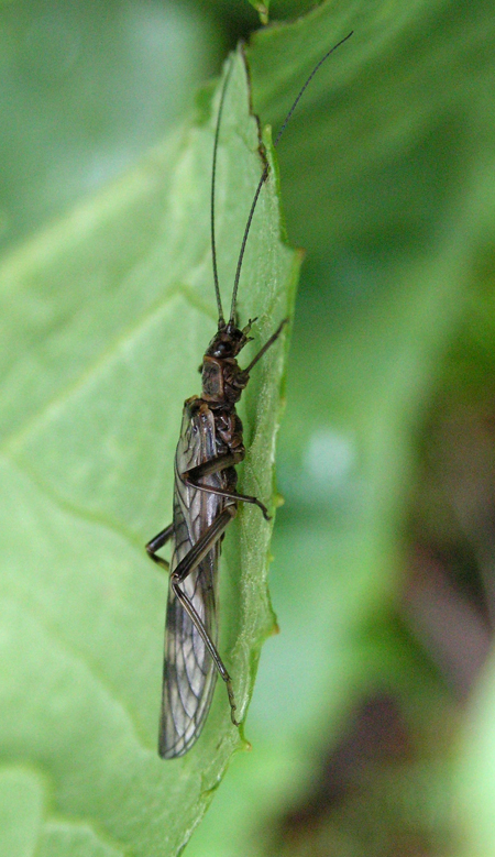 European Plecoptera Symposium Hungarian Natural History Museum 17–20 ...