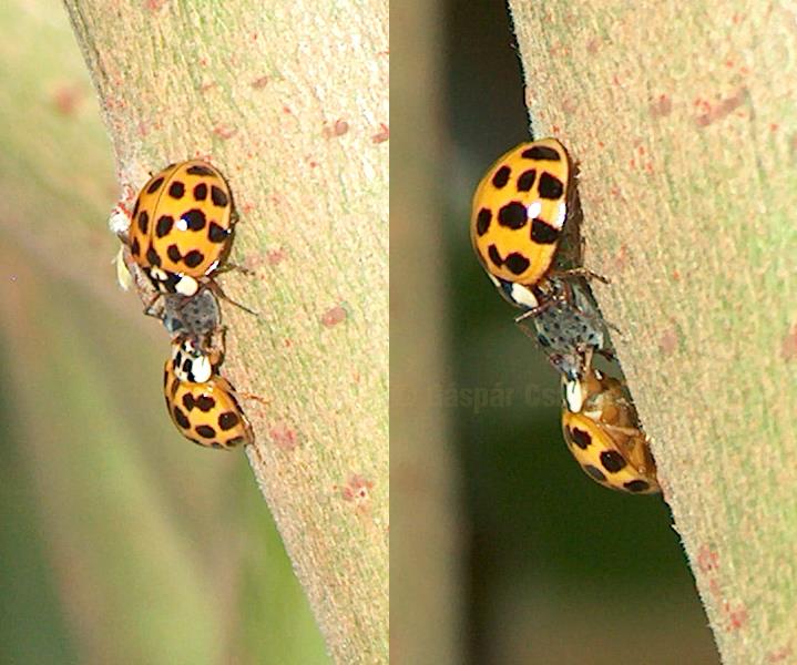 Harlekinkaticák és barátaik - MNMKK - Magyar Természettudományi Múzeum Blog