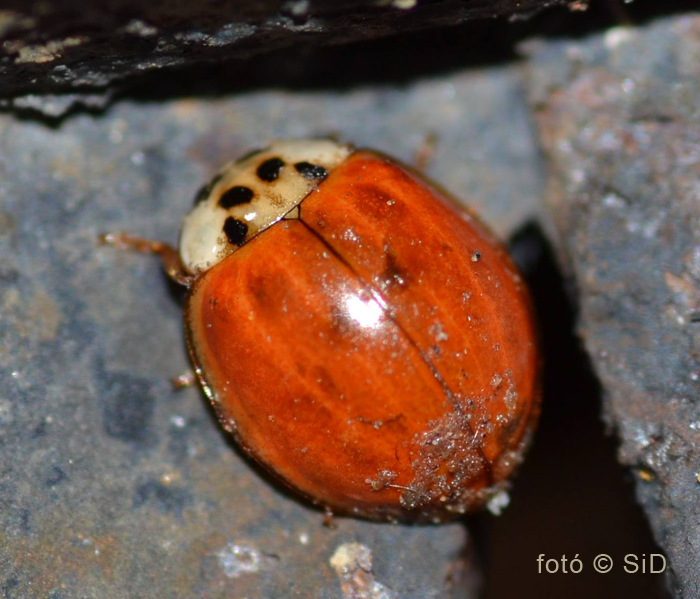 Harlekinkaticák és barátaik - MNMKK - Magyar Természettudományi Múzeum Blog