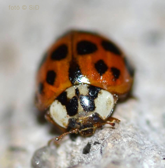 Harlekinkaticák és barátaik - MNMKK - Magyar Természettudományi Múzeum Blog