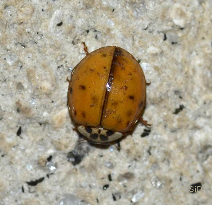 Harlekinkaticák és barátaik - MNMKK - Magyar Természettudományi Múzeum Blog