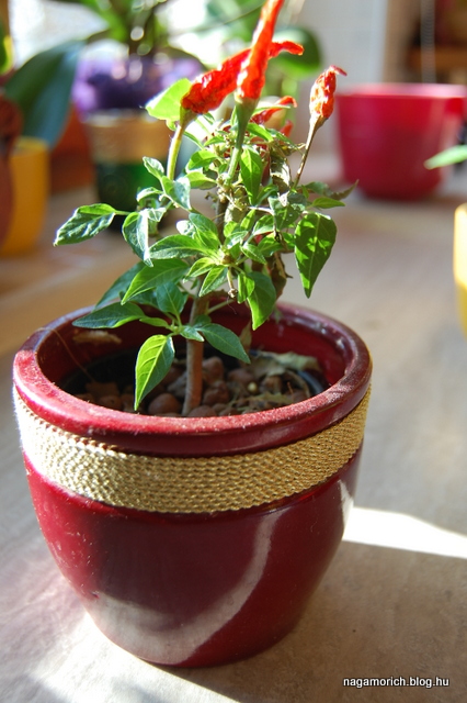 Chili bonsai - Stratis chili barátok