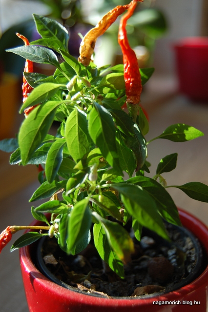 Chili bonsai - Stratis chili barátok