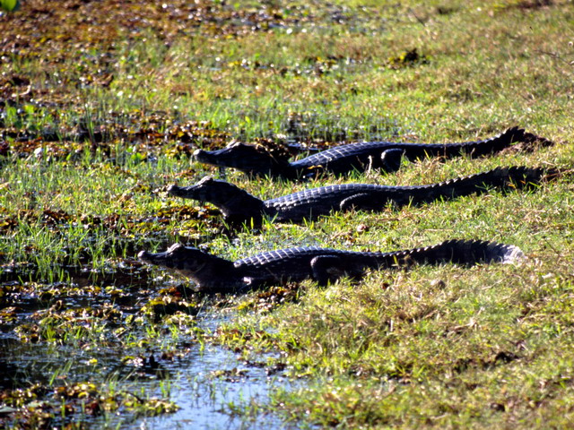 A VILÁG KÖZEPE - 2. fejezet - Egy cseppnyi Brazília, 2. rész - Utas és ...