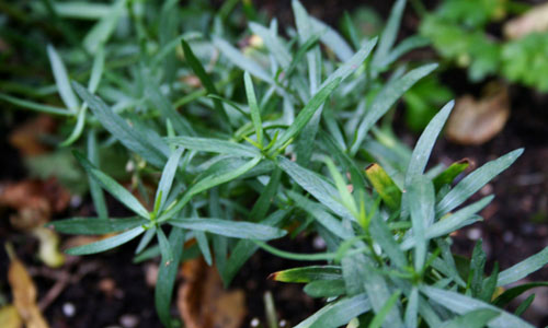 Tárkony, a sárkánynövény - Netfolk: népművészet, hagyományok