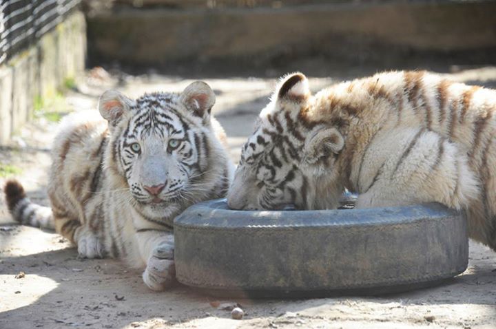 Két fehér tigris érkezett Nyíregyházára - Ország-világ Hírblog