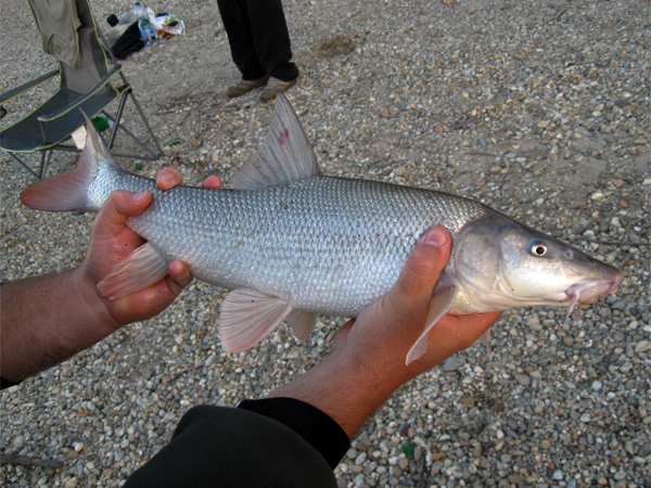 Márnák hava - Horgászkalandok