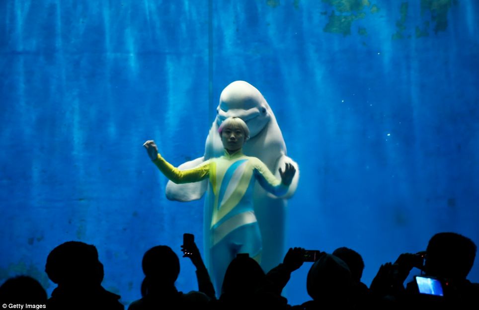 Beluga bálnák és oktatóik látványos tánca Kínában - Pekingi Kacsa