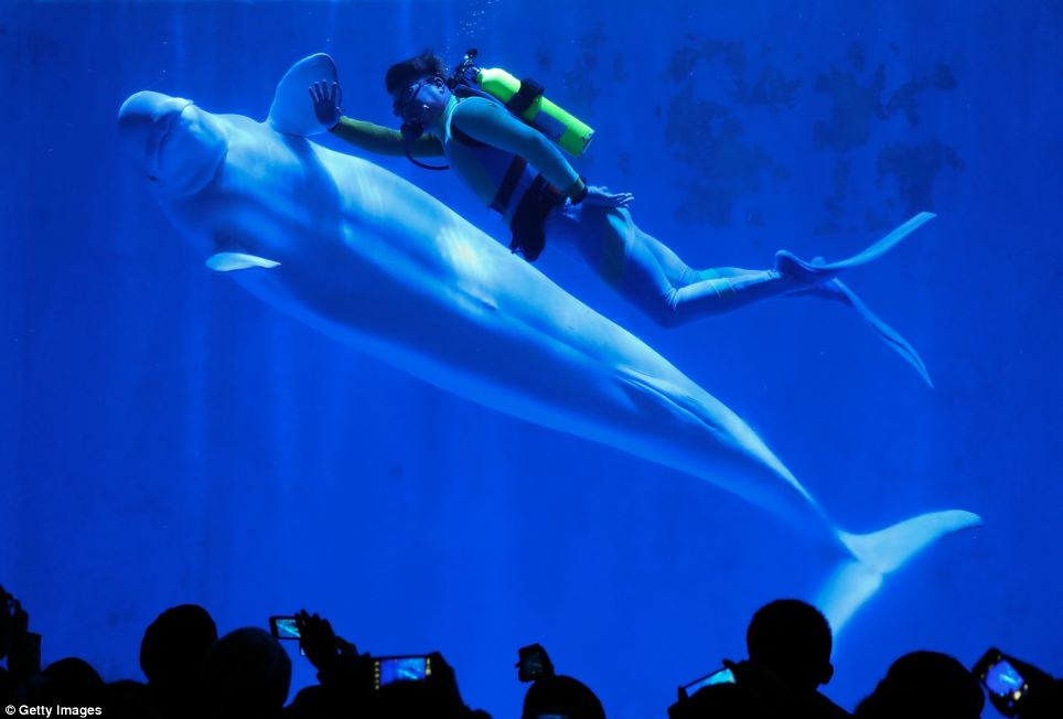 Beluga bálnák és oktatóik látványos tánca Kínában - Pekingi Kacsa