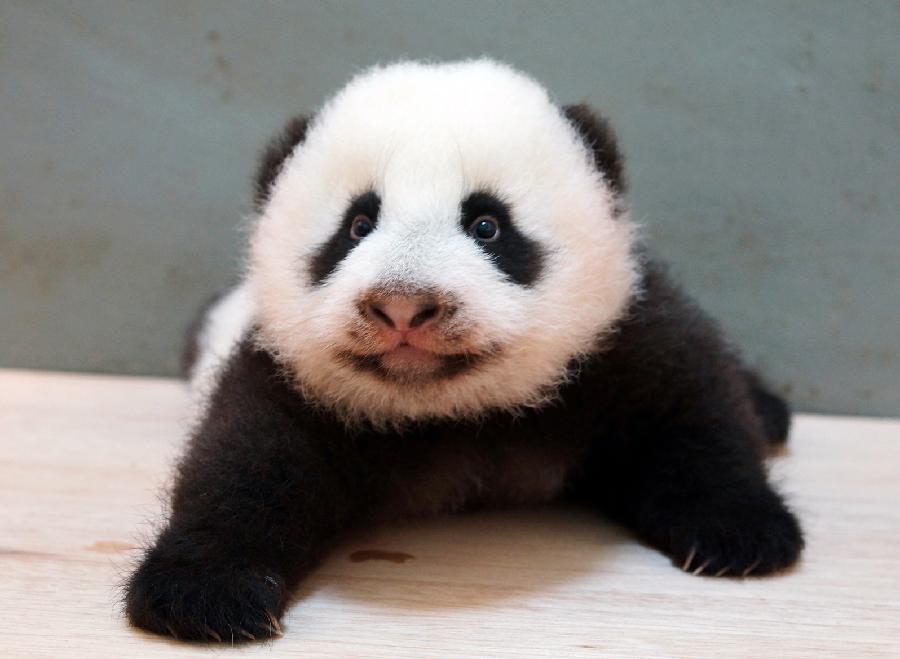 Az első tajvani pandakölyök mászni tanul - Pekingi Kacsa
