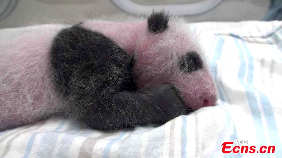 Új képek a tajvani pandakölyökről - Pekingi Kacsa