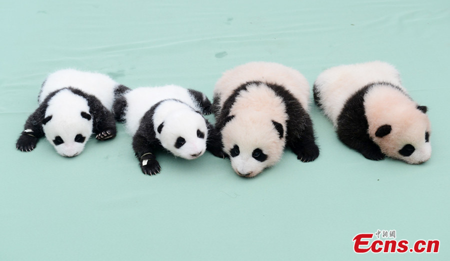 Ismét pandakölyköket mutattak be a sajtónak Kínában - Pekingi Kacsa