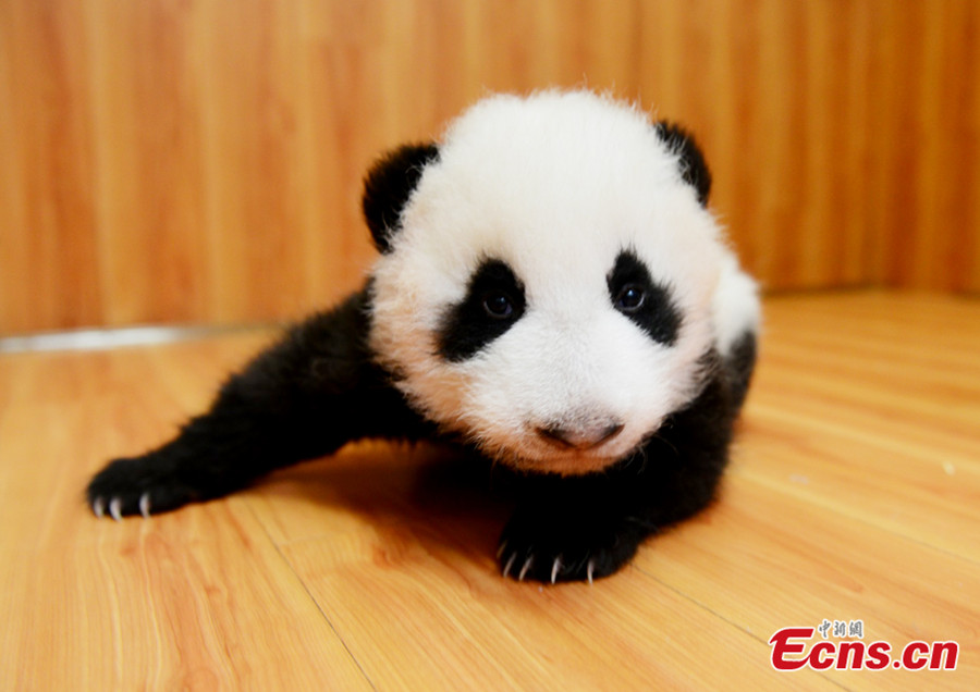 Ismét pandakölyköket mutattak be a sajtónak Kínában - Pekingi Kacsa