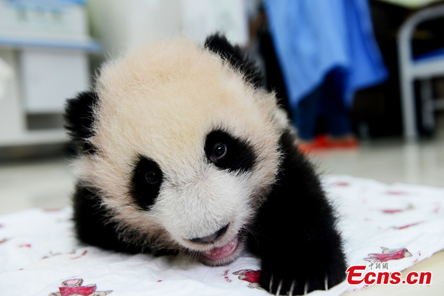 Ismét pandakölyköket mutattak be a sajtónak Kínában - Pekingi Kacsa