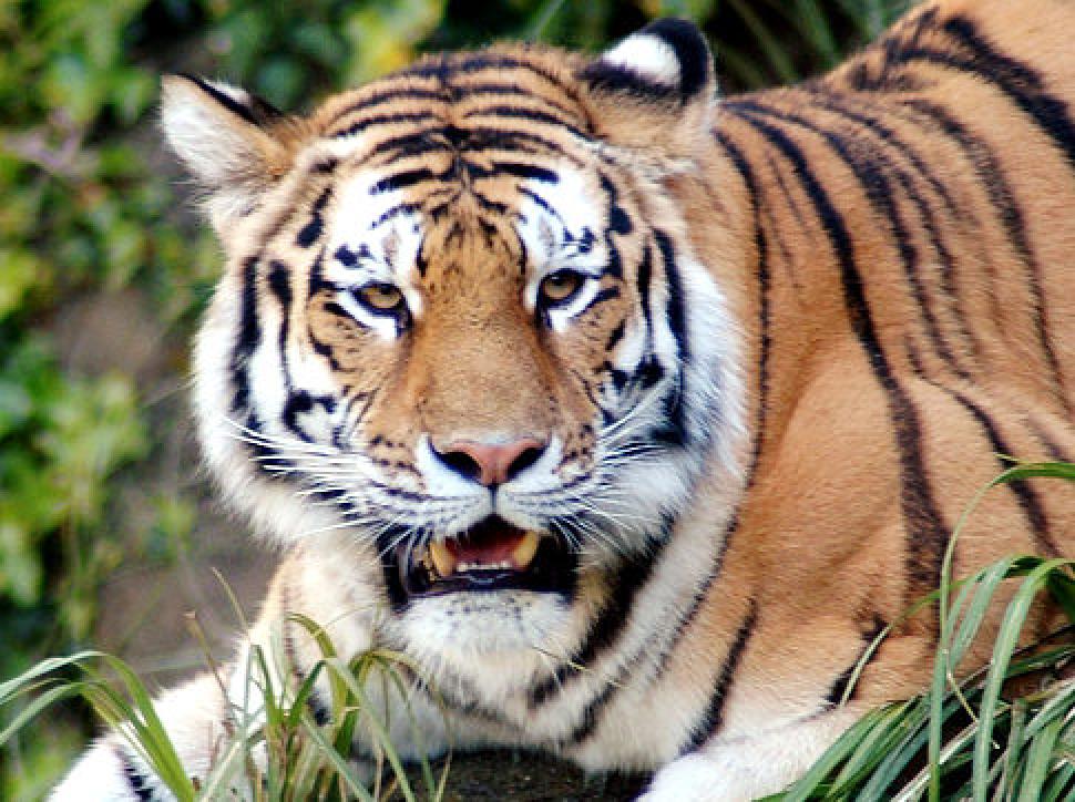 Állatkerti tigris végzett gondozójával Kelet-Kínában - Pekingi Kacsa