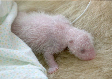 Egy pandakölyök naplója - Pekingi Kacsa