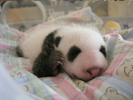 Egy pandakölyök naplója - Pekingi Kacsa