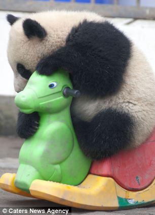 Pandakölyök harca a hintalóval - Pekingi Kacsa