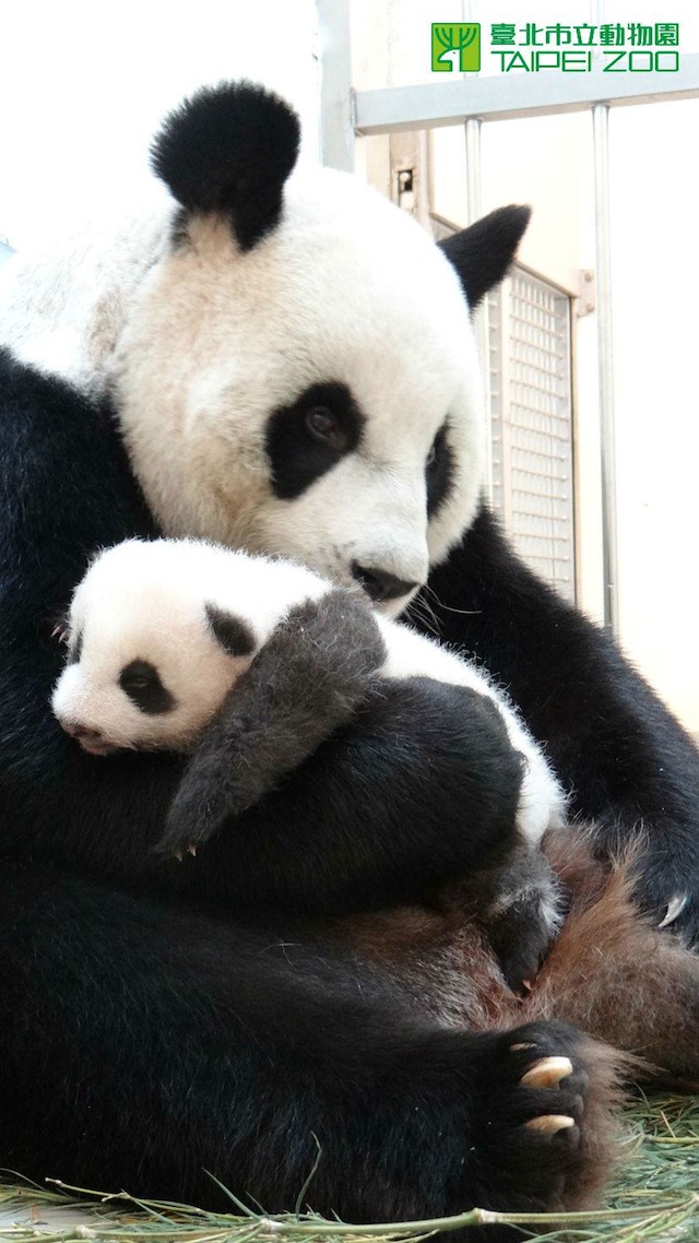 Tajvan első pandabébije kezd átkozottul imádnivaló lenni - Pekingi Kacsa