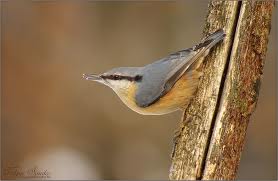 Demeter Dorina a Zemplénben... - A sakk az Élet szimulátora