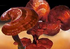 A Ganoderma lucidum gomba - Mit mond az orvos? Részletek... - Tudatos ...