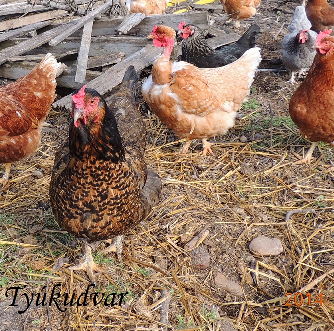 Öreg tyúk nem vén tyúk - szépségverseny - Tyúkudvar