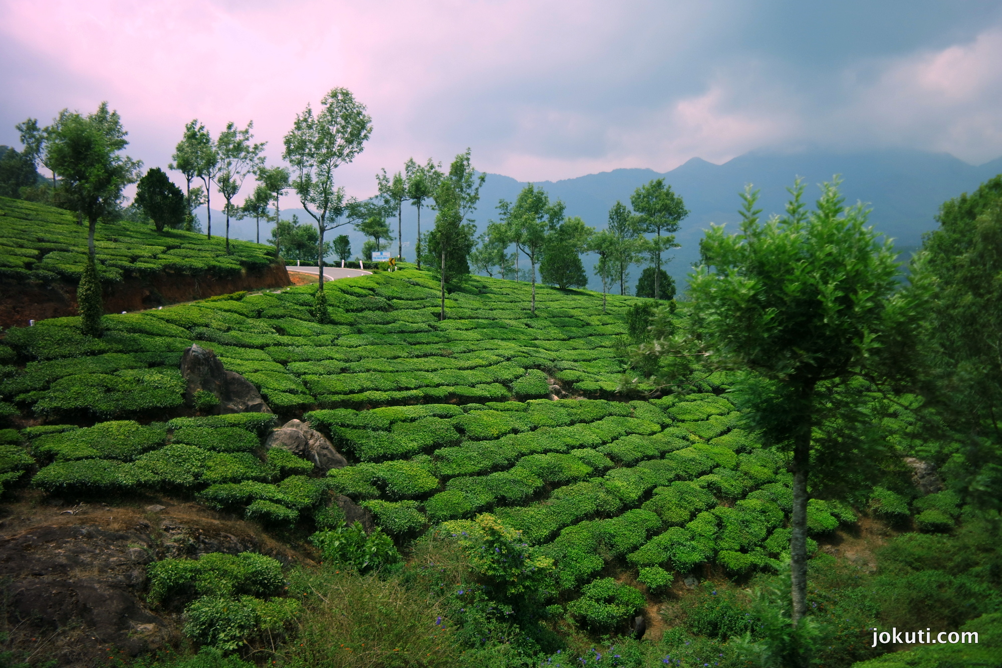The amazing tea plantations of Munnar - világevő
