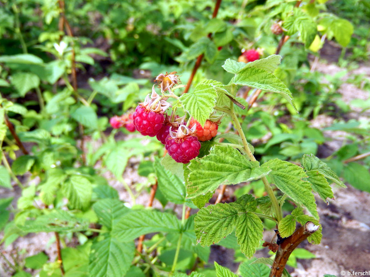 A hét növénye a málna - Rubus idaeus L. - zöldeketbeszélek