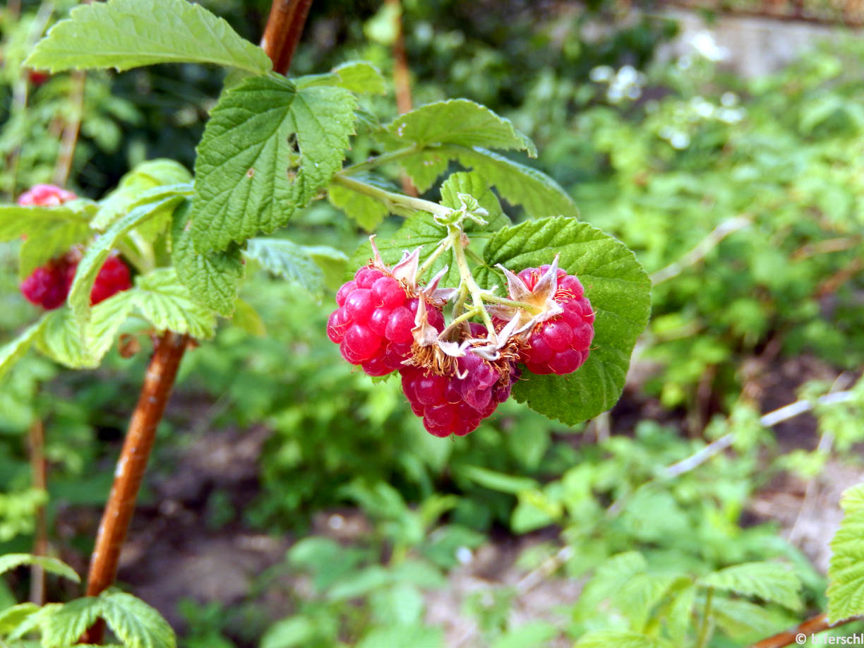 A hét növénye a málna - Rubus idaeus L. - zöldeketbeszélek