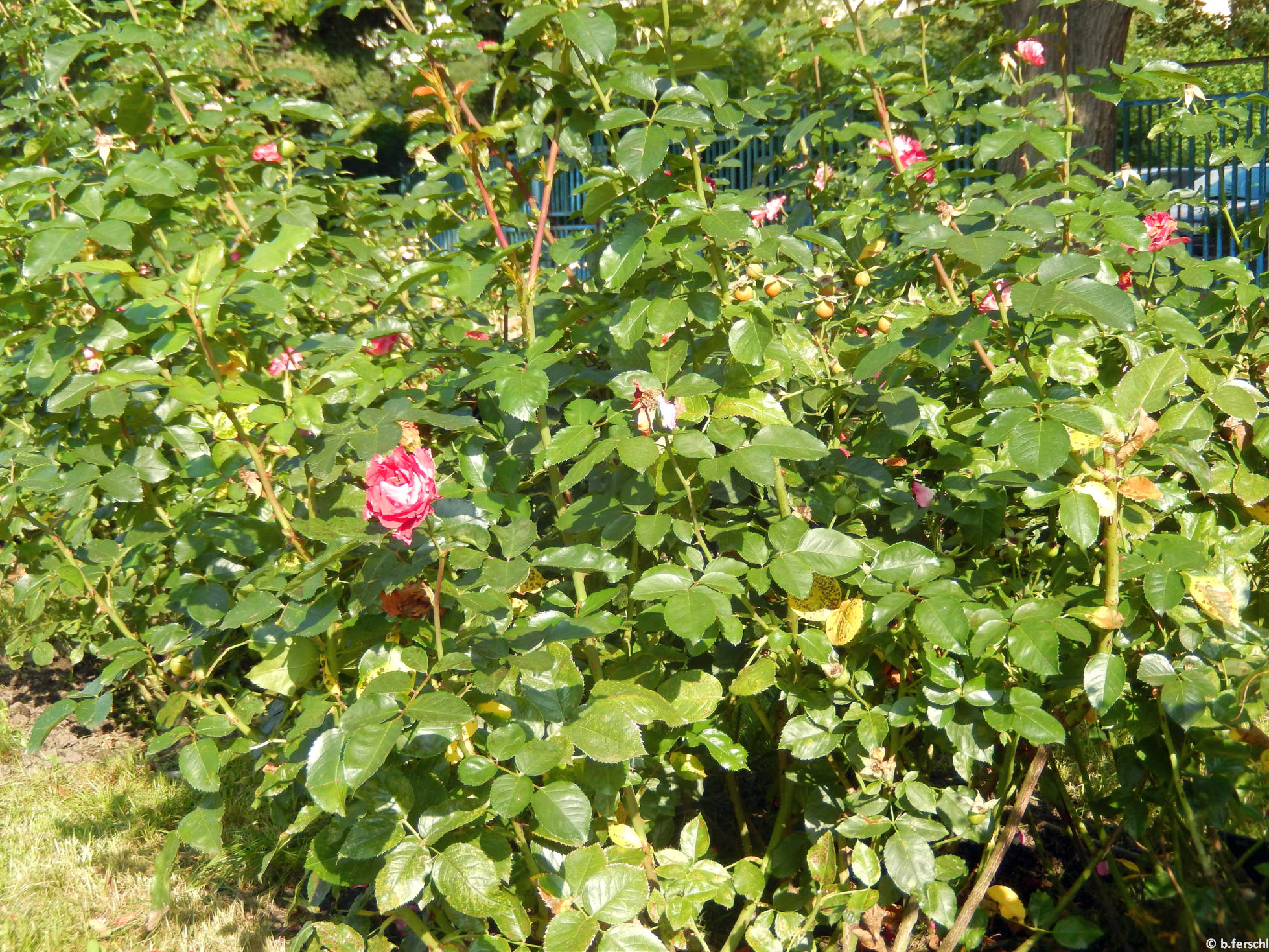 Őszi rózsák és csipkedísz - 1. rész - zöldeketbeszélek