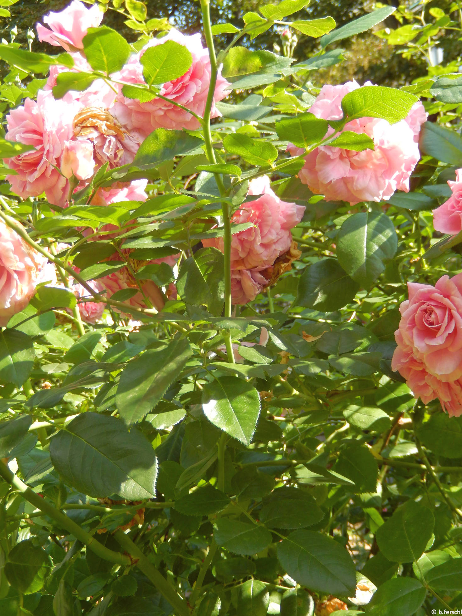 Őszi rózsák és csipkedísz - 1. rész - zöldeketbeszélek